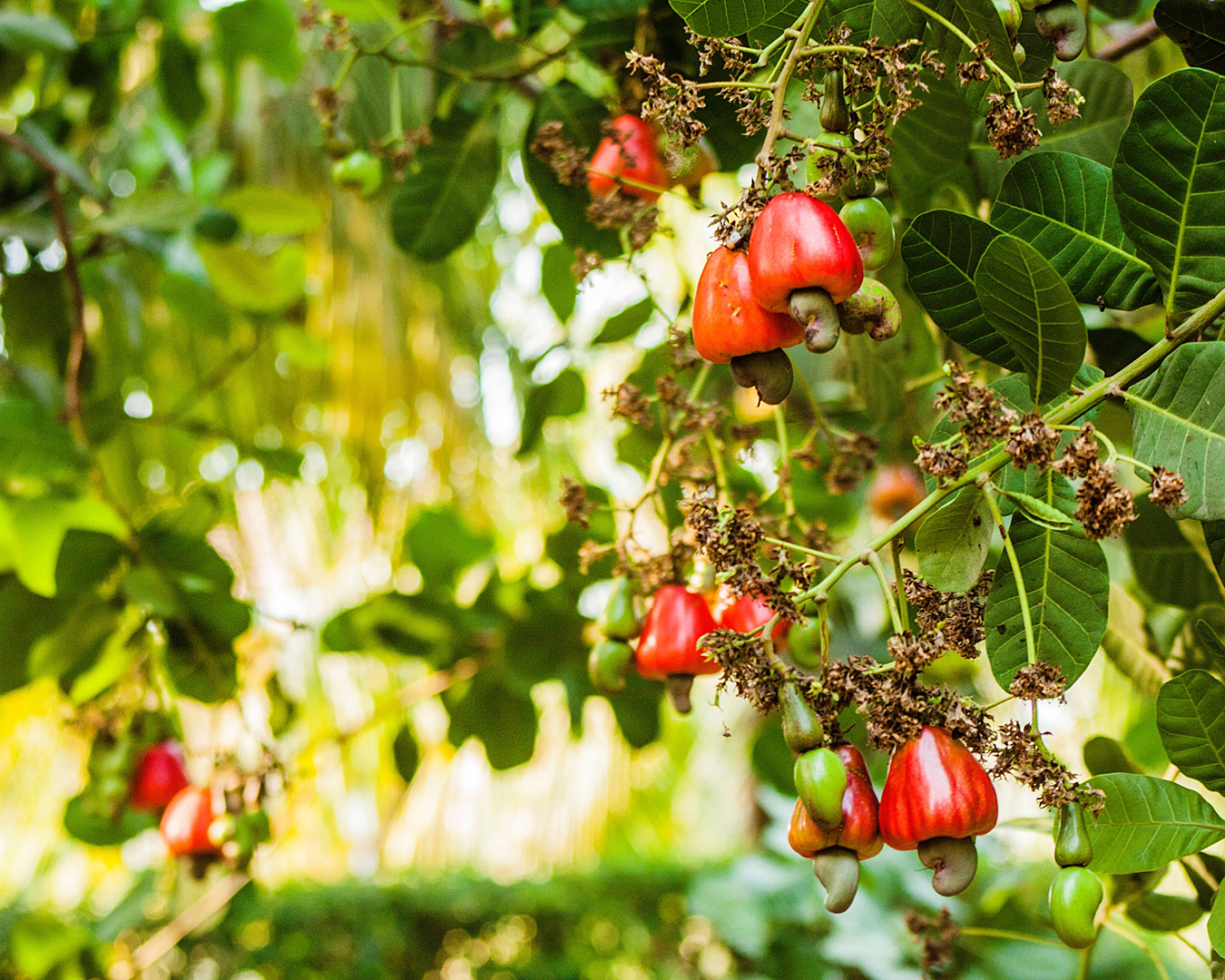 Silavatine Global - Gallery